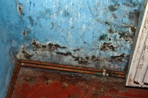 Dealing with Mould in Your Home or Business - Alpha Environmental