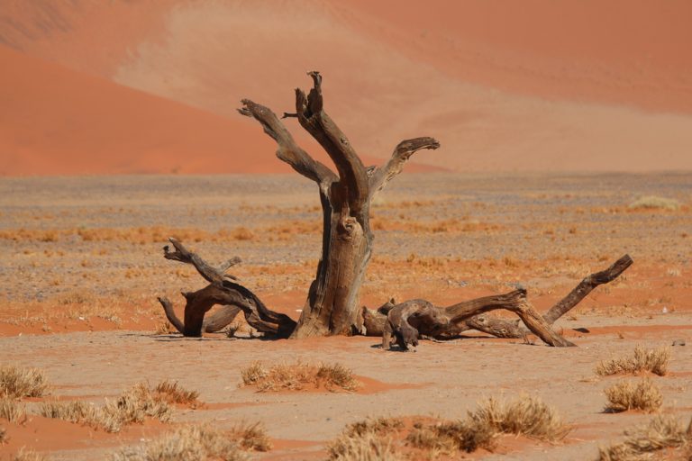 Signs of Soil Contamination - Alpha Environmental